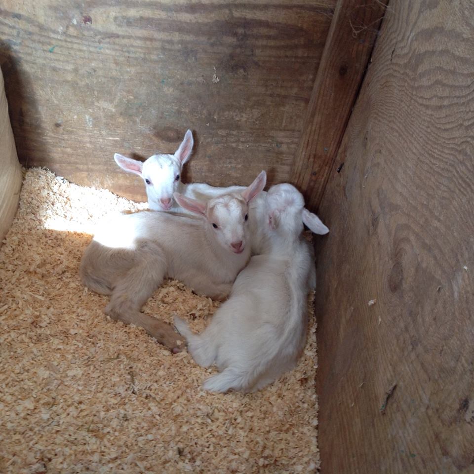 On Nature’s: The Goats at Decimal Place Farm - Woodgrain
