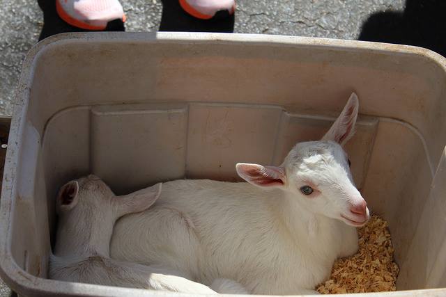 On Nature’s: The Goats at Decimal Place Farm - Woodgrain