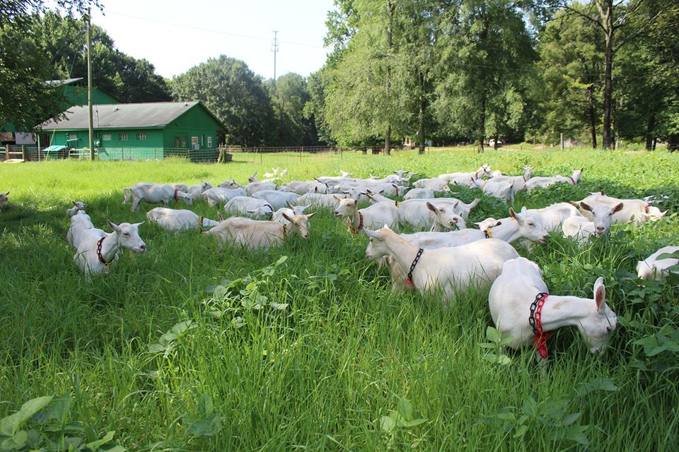 On Nature’s: The Goats at Decimal Place Farm - Woodgrain